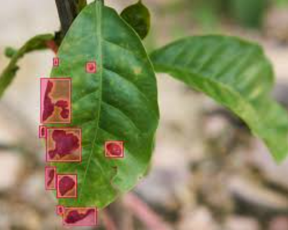 Vision Transformers for Leaf Disease Identification