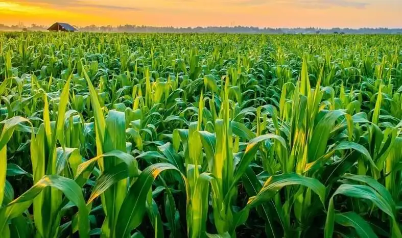 ML Beginner's Guide to Build a Crop Classifier Using CNNs