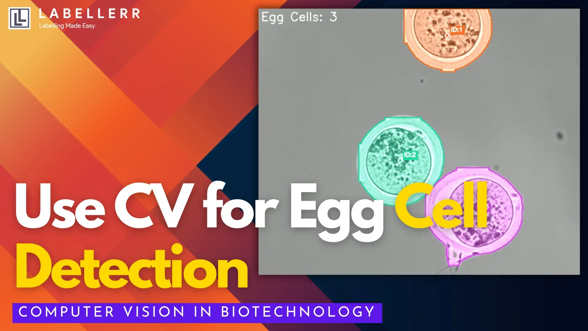 Building a Egg Cell Detection System using Labellerr and YOLO