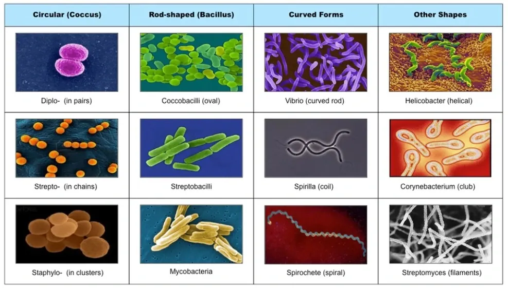 Microorganism Pictures: Deep Learning Classification Techniques